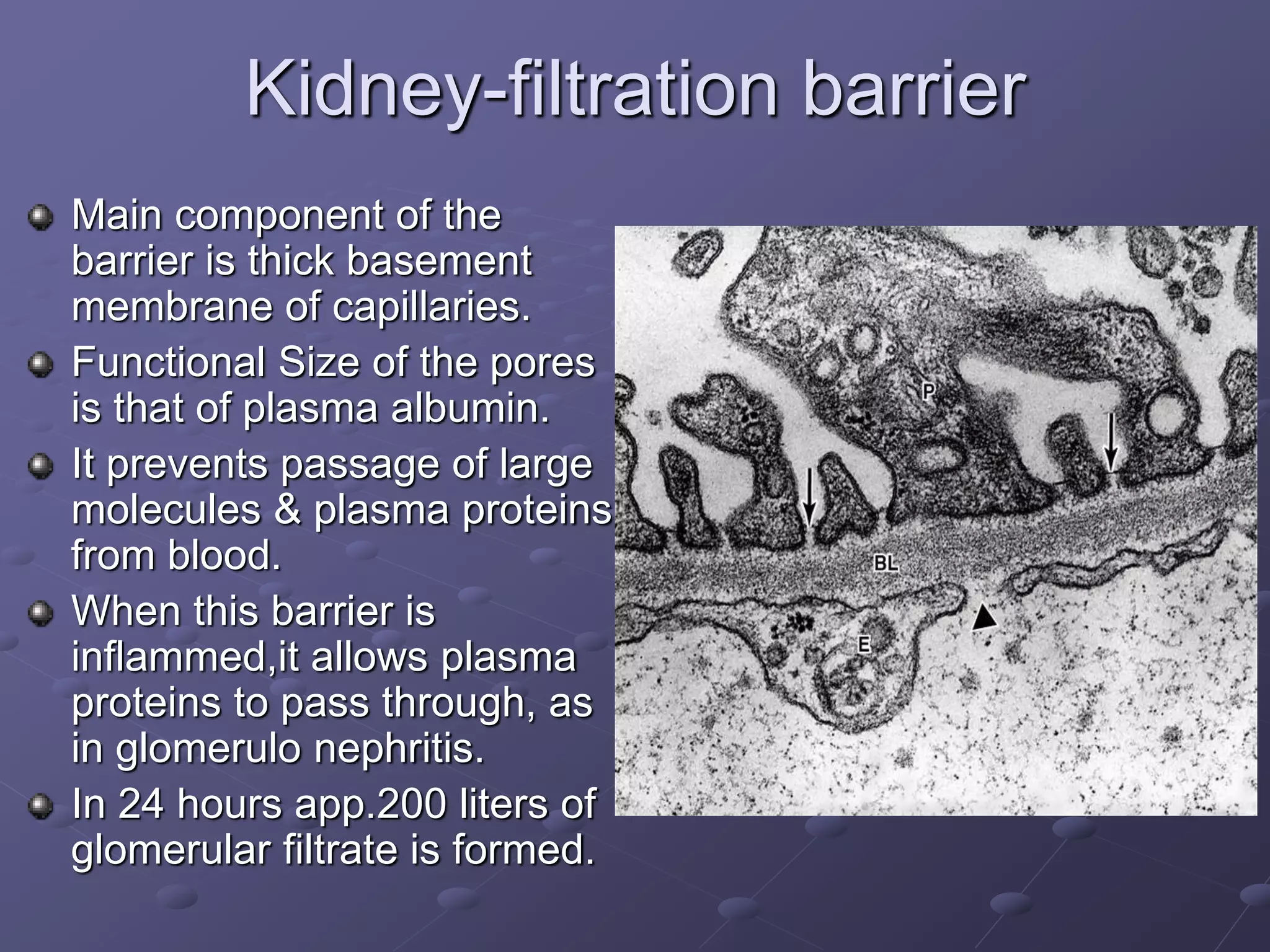 Histology of whole urinary tract | PPT