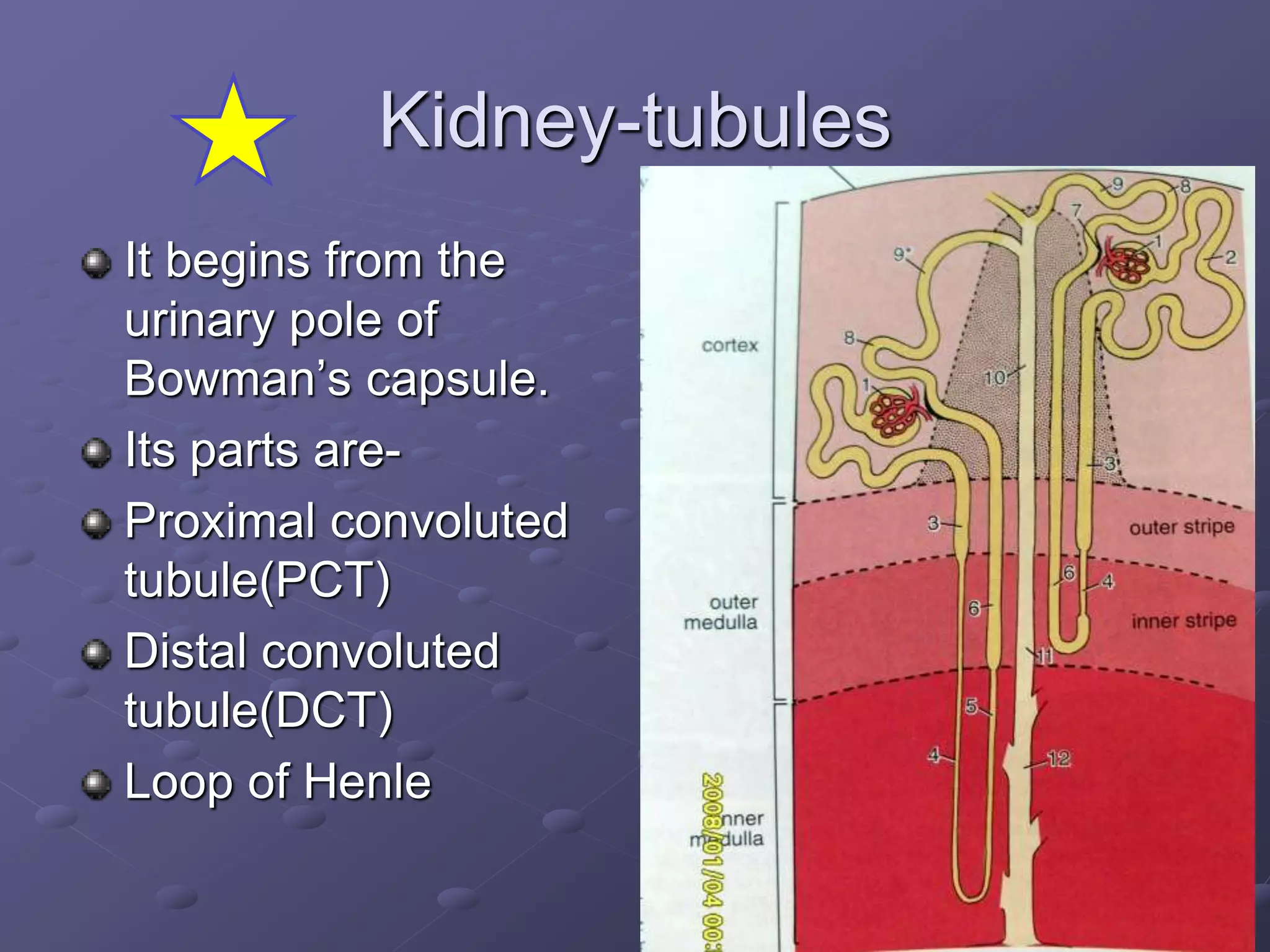 Histology of whole urinary tract | PPT
