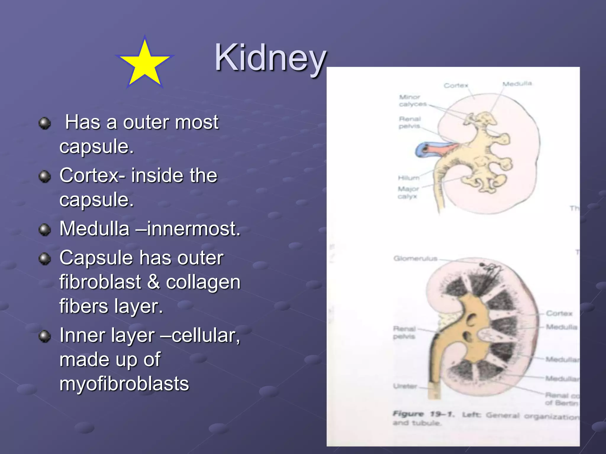 Histology of whole urinary tract | PPT