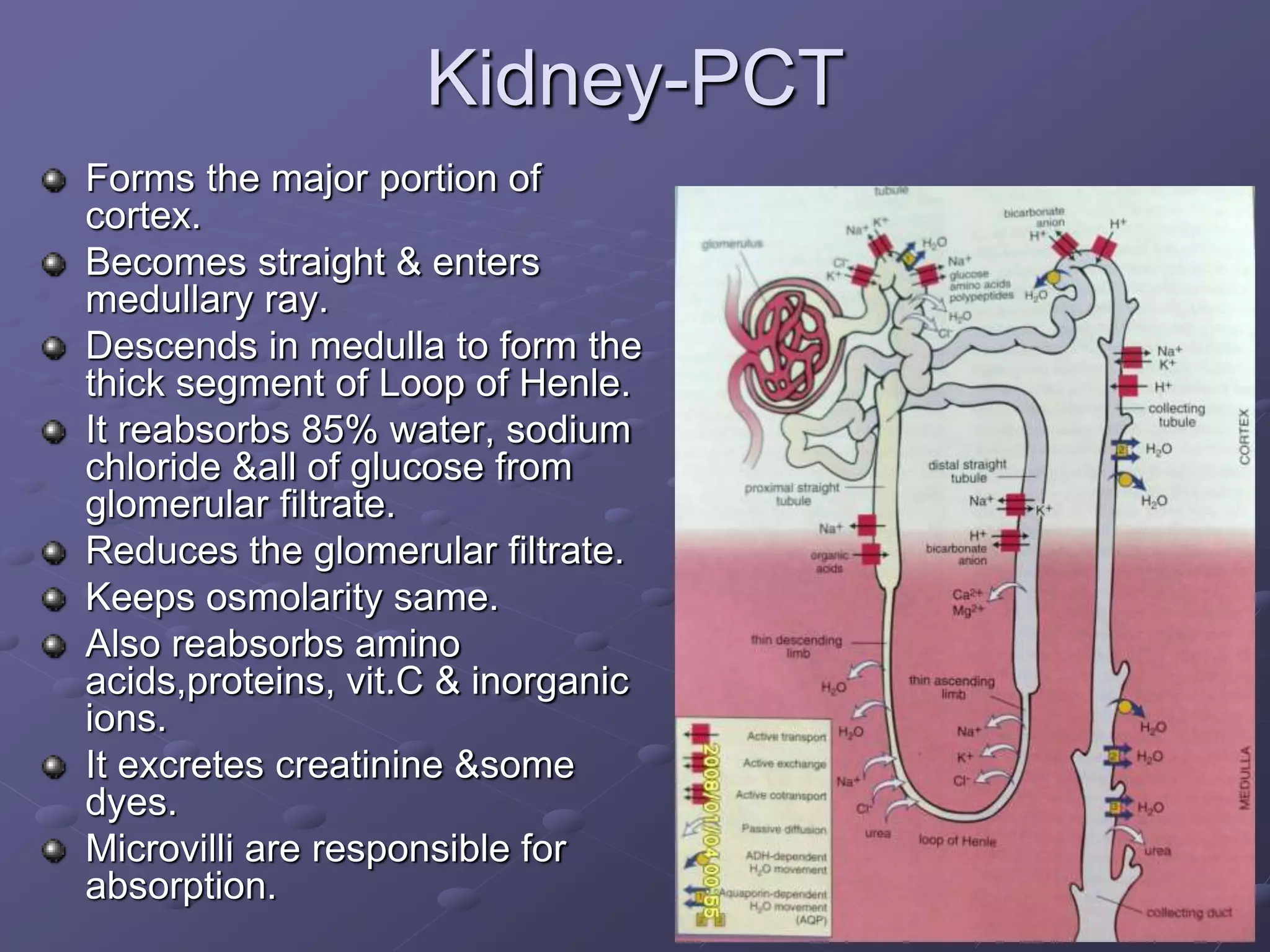 Histology of whole urinary tract | PPT