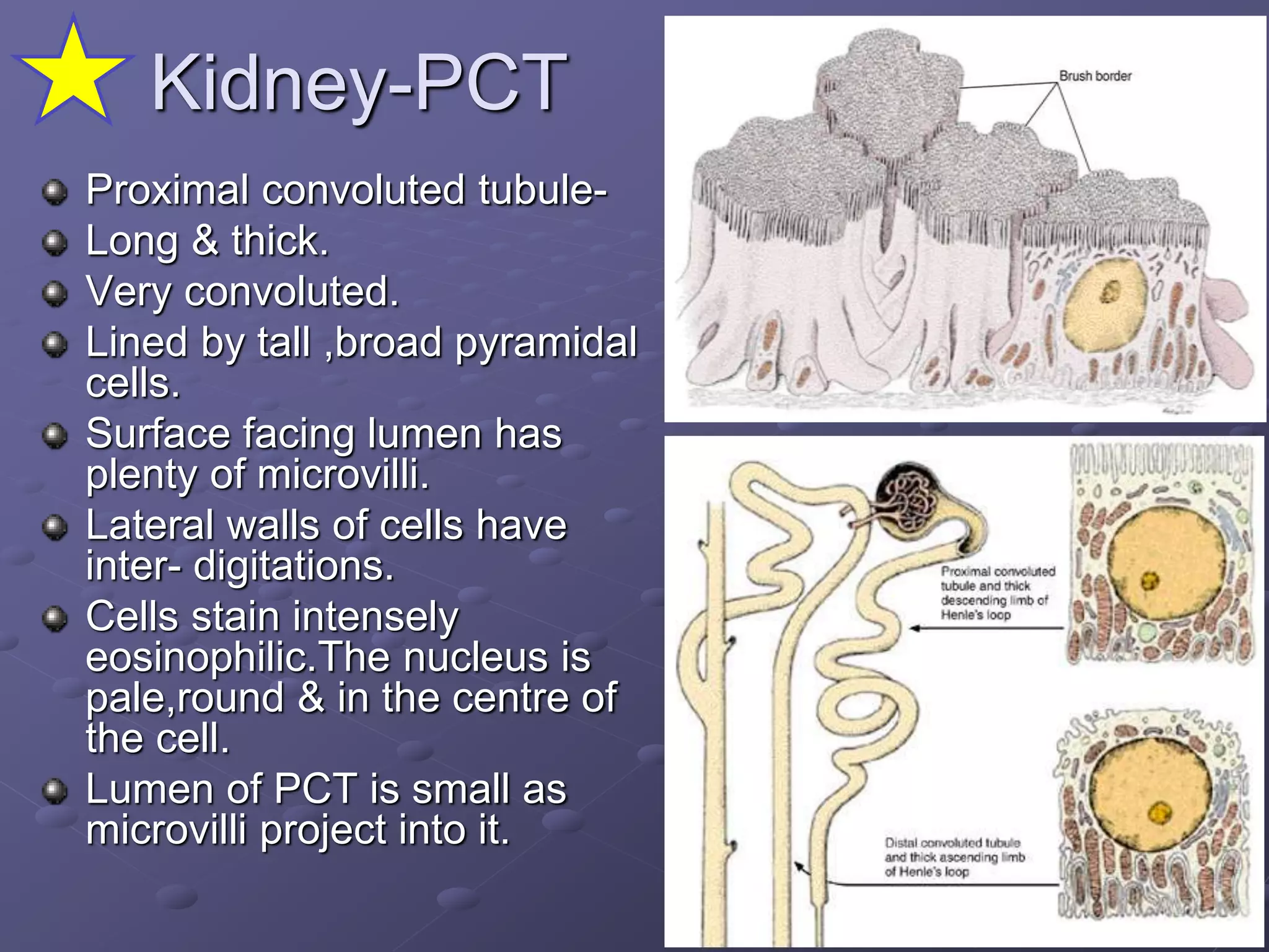 Histology of whole urinary tract | PPT