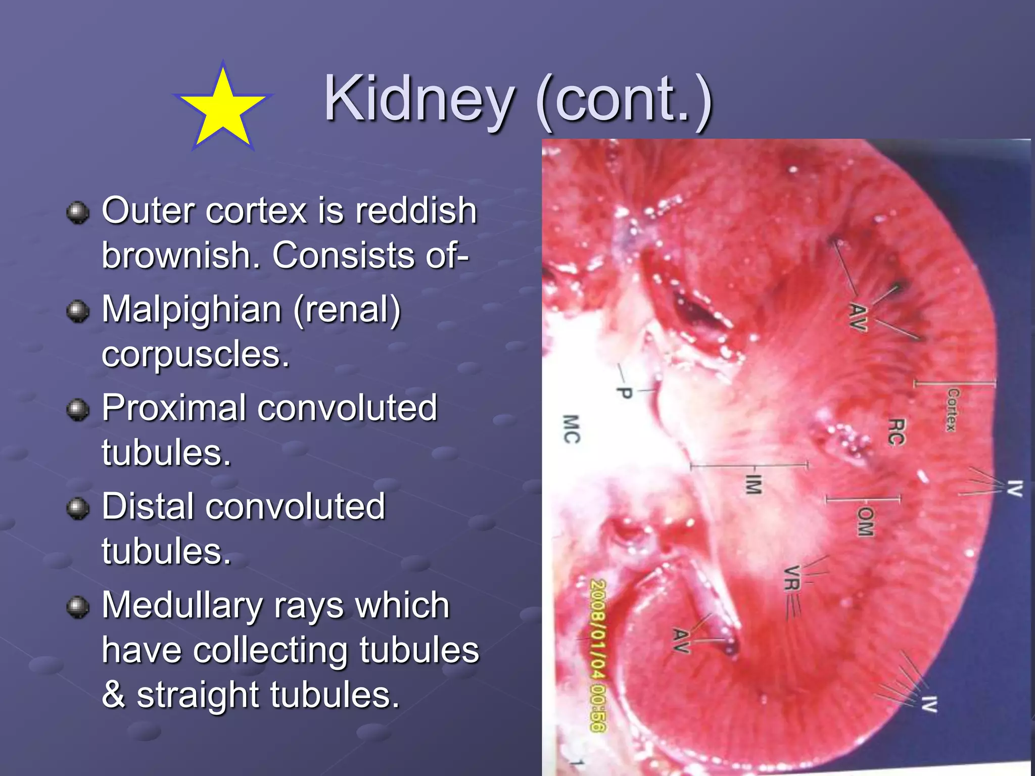 Histology of whole urinary tract | PPT