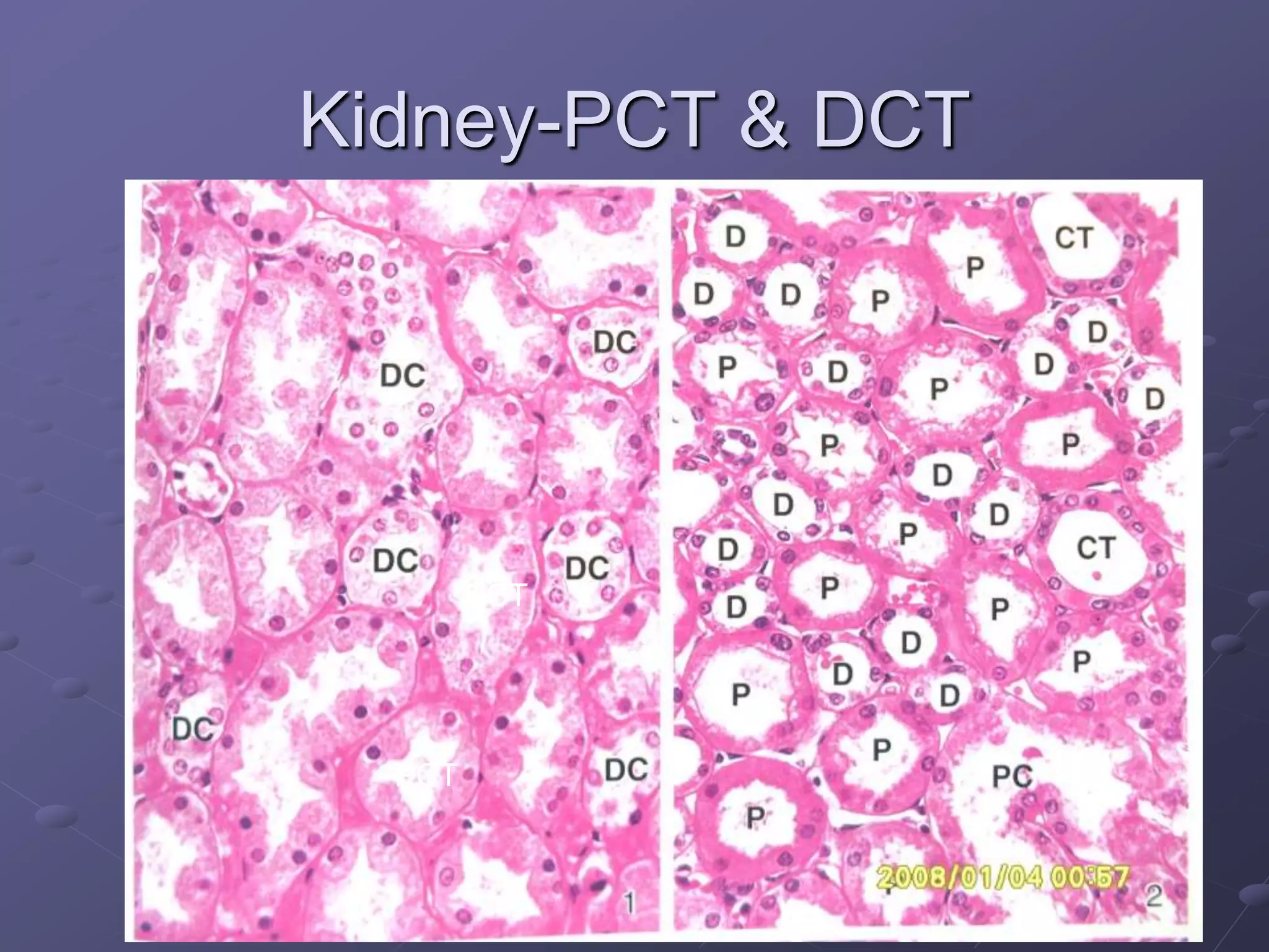 Histology of whole urinary tract | PPT