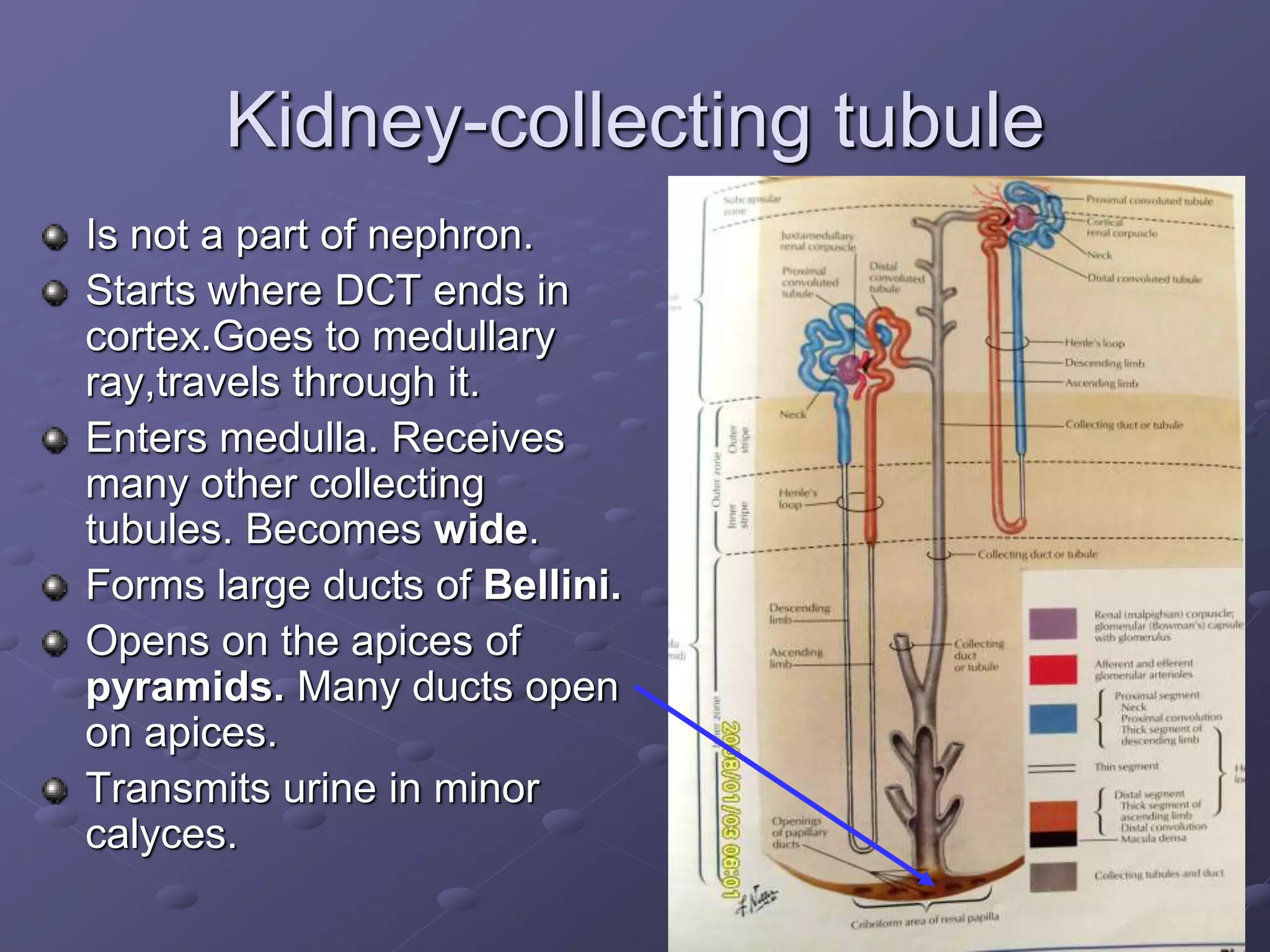 Histology of whole urinary tract | PPT