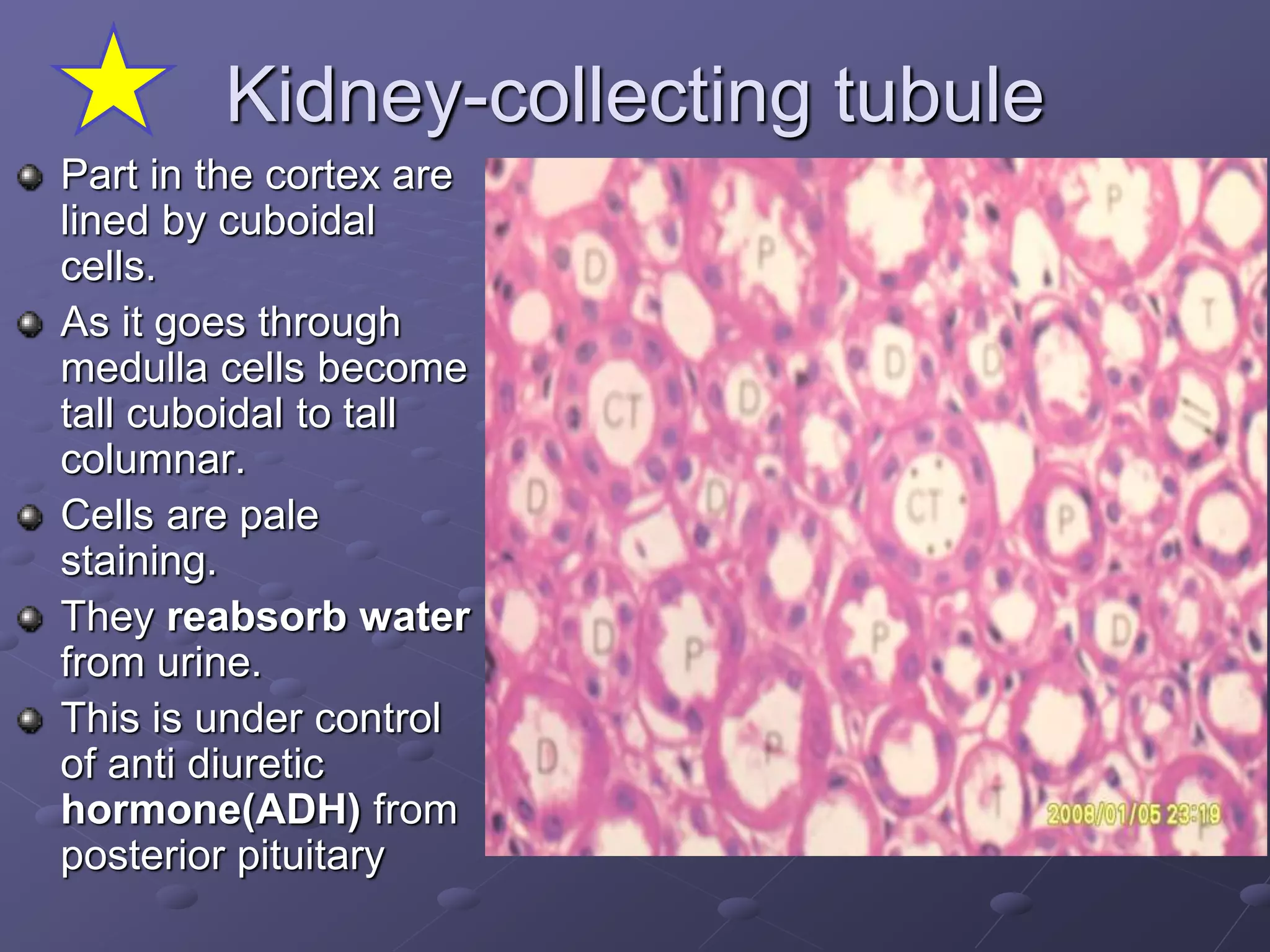 Histology of whole urinary tract | PPT