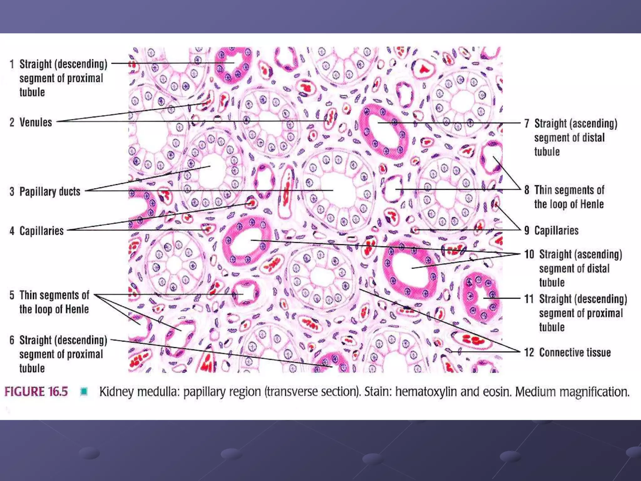 Histology of whole urinary tract | PPT | Foot Health | Diseases and ...