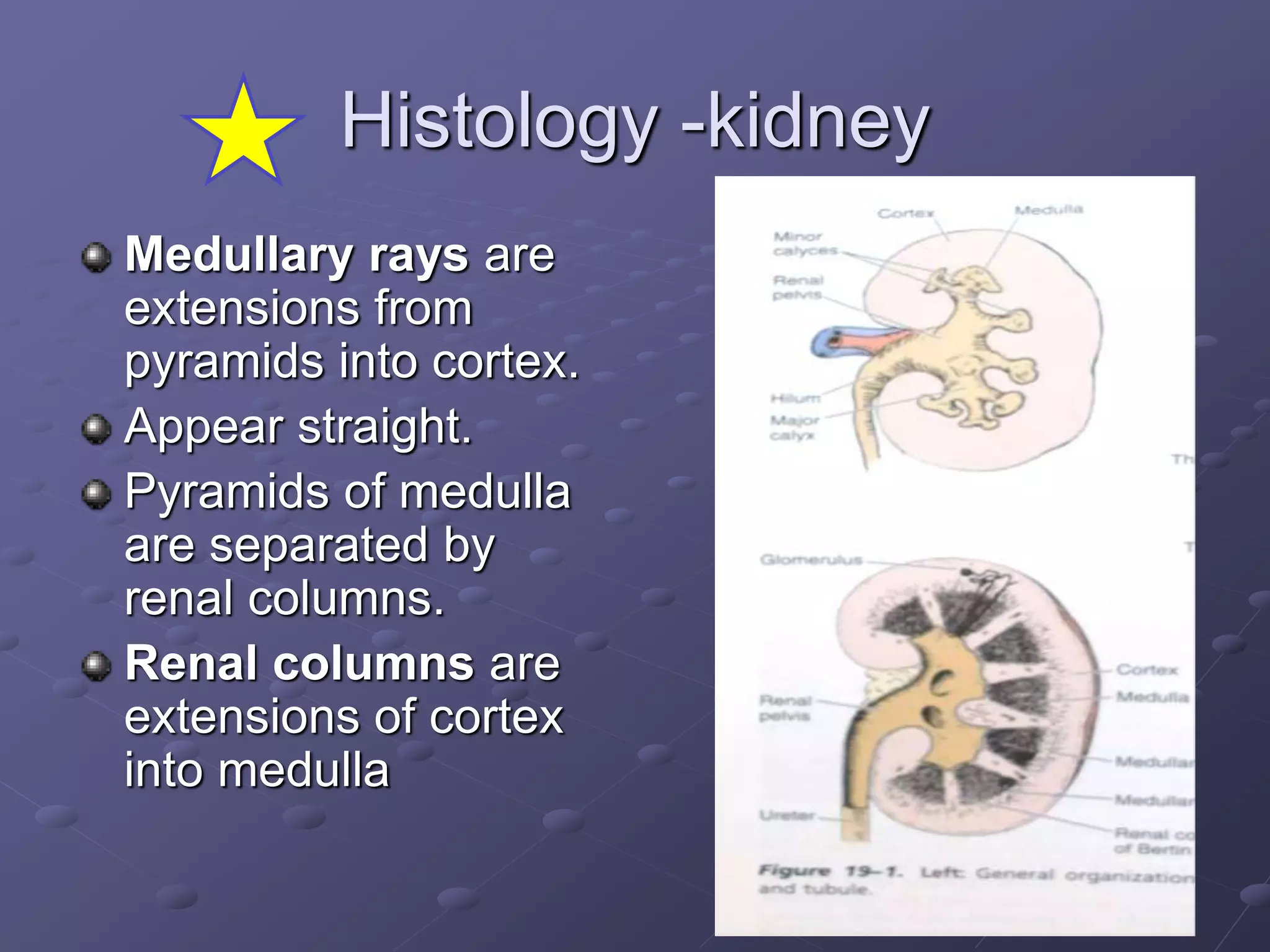 Histology of whole urinary tract | PPT