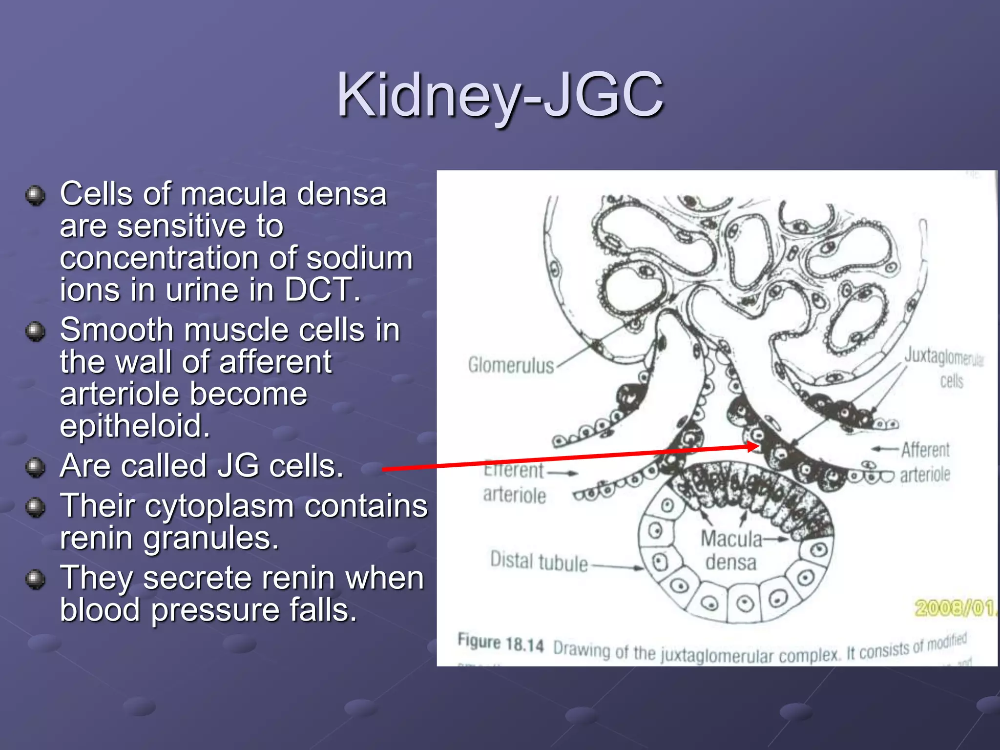 Histology of whole urinary tract | PPT