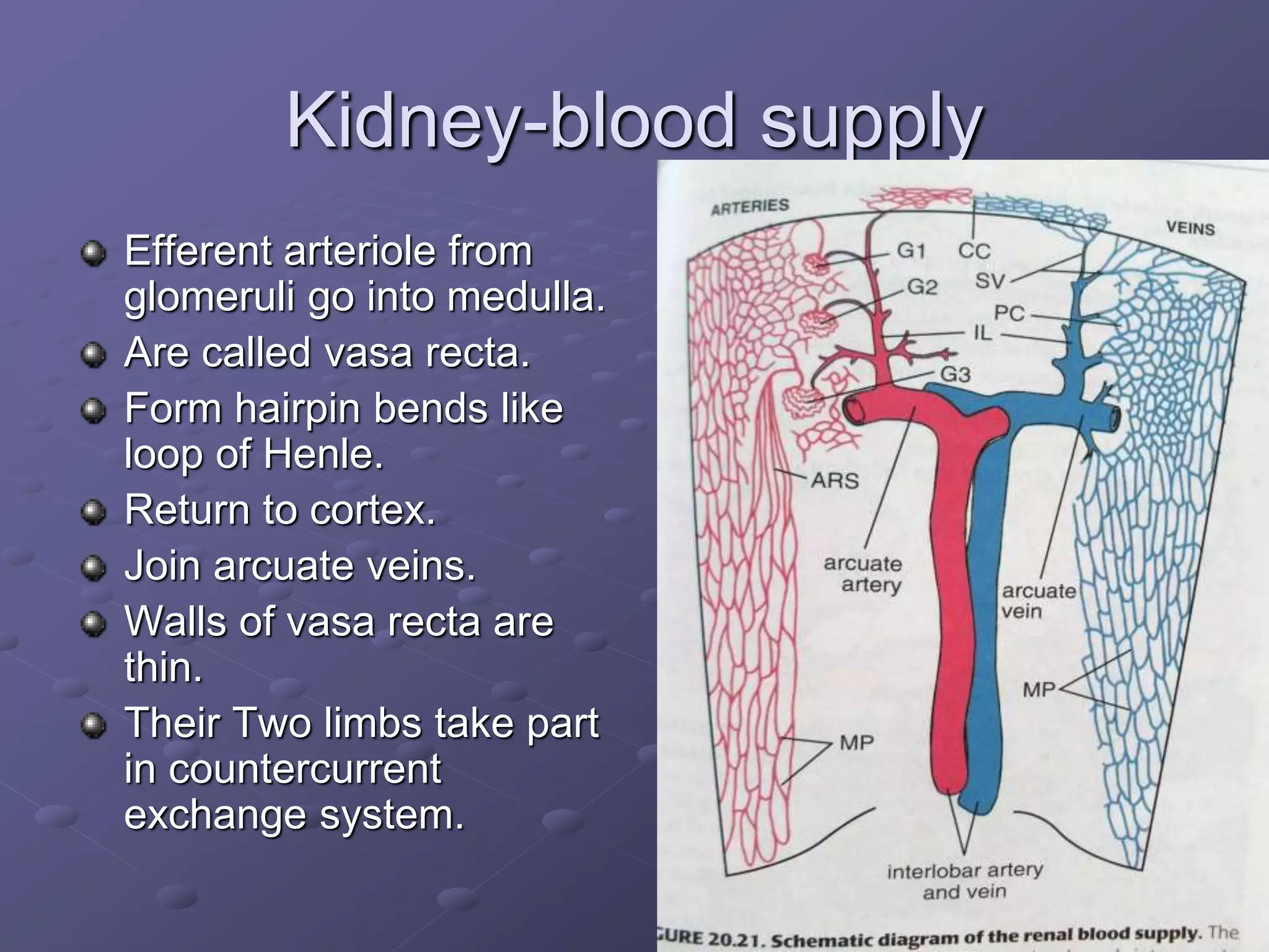 Histology of whole urinary tract | PPT