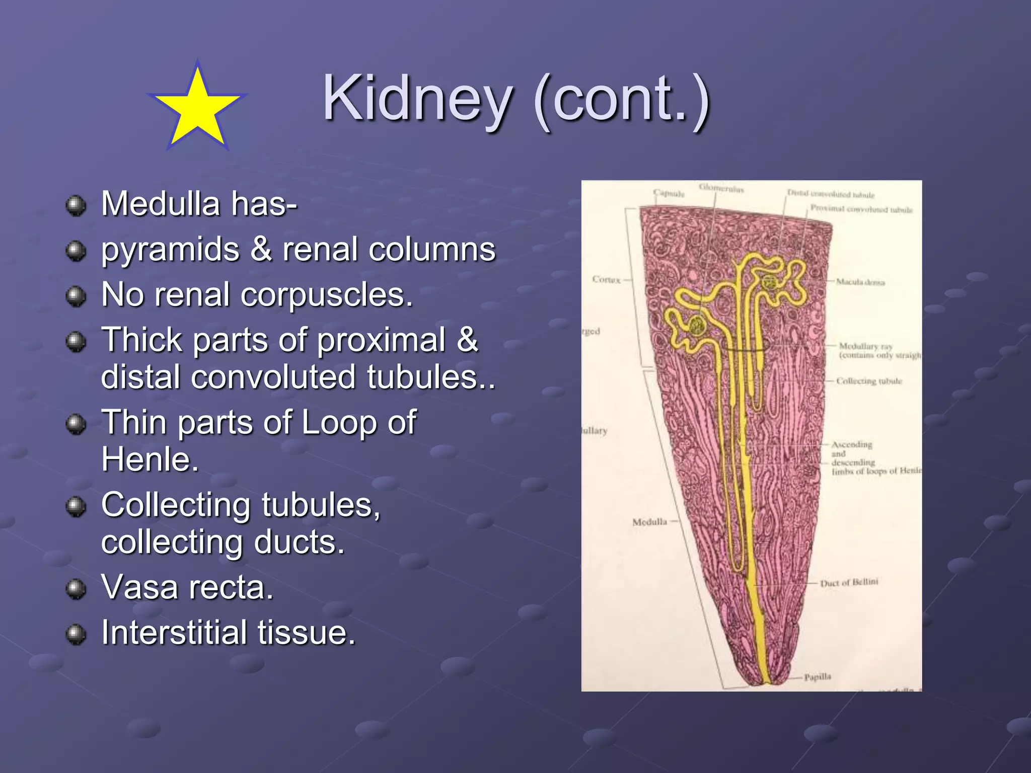 Histology of whole urinary tract | PPT