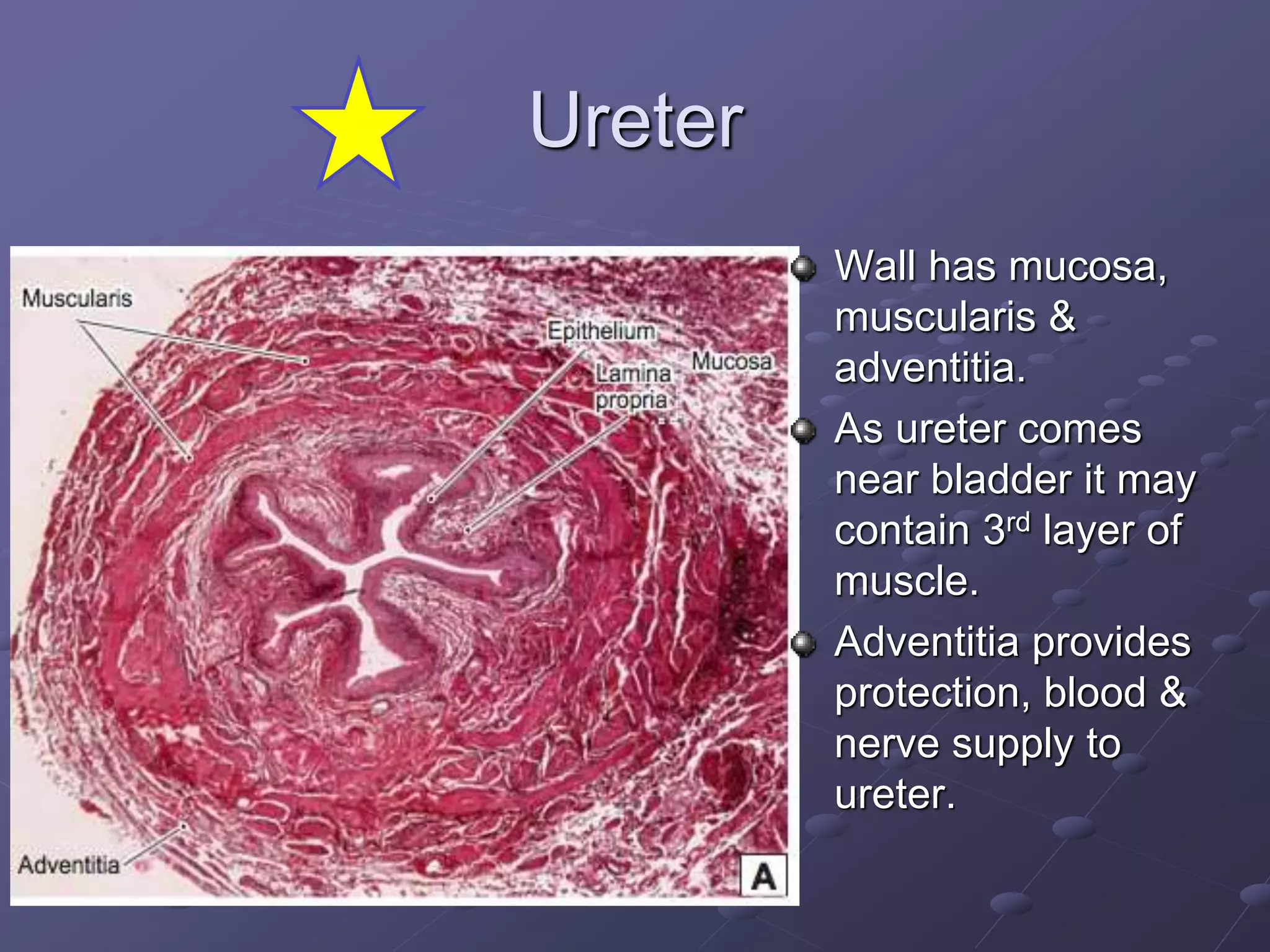 Histology of whole urinary tract | PPT