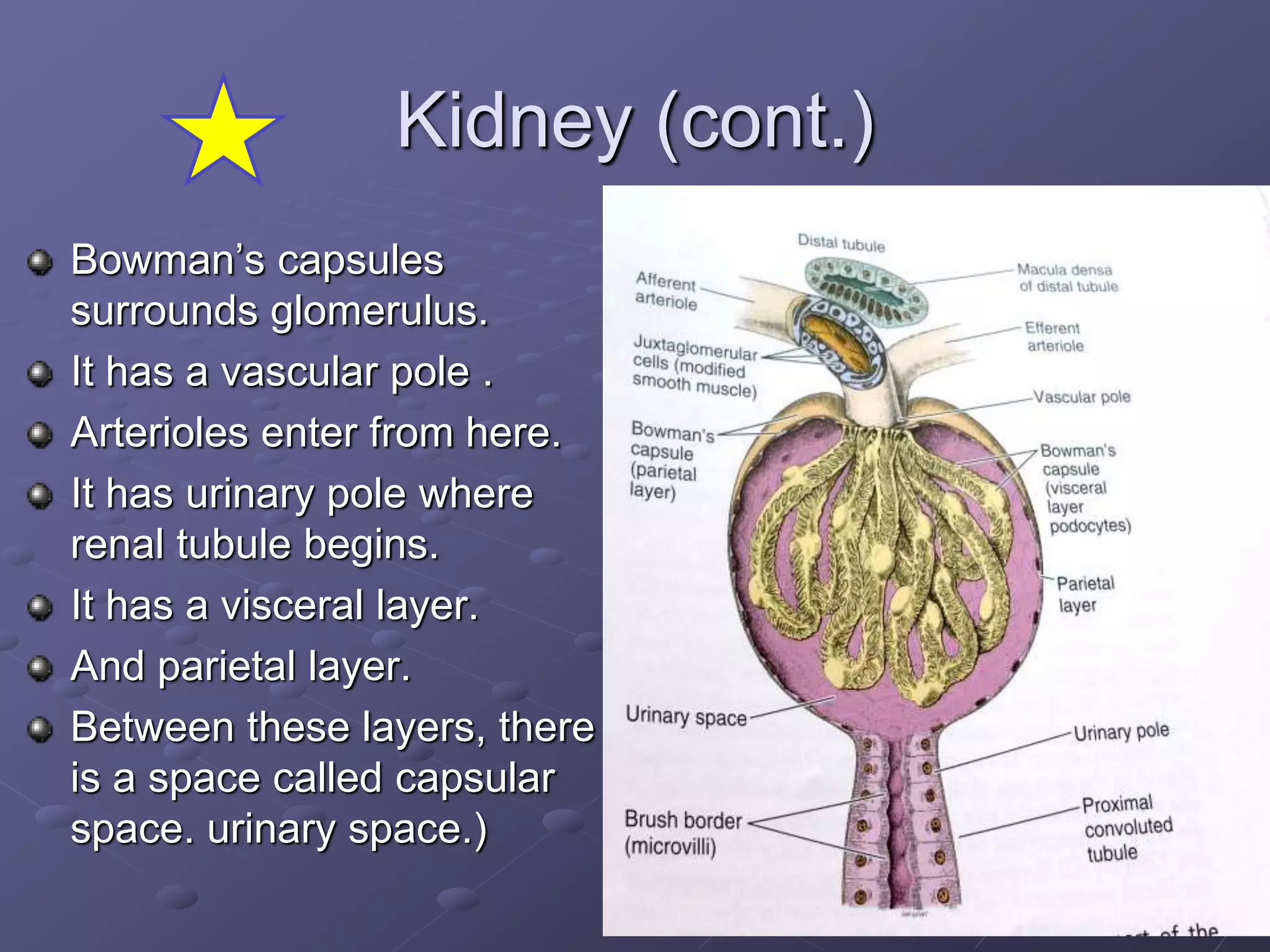 Histology of whole urinary tract | PPT