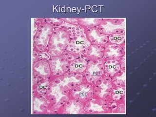 Histology of whole urinary tract | PPT