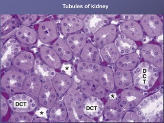 Histology of whole urinary tract | PPT