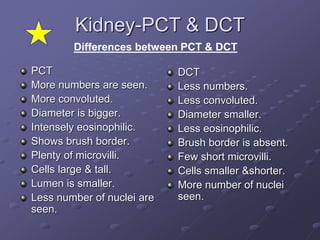 Histology of whole urinary tract | PPT