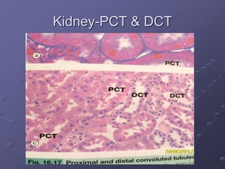 Histology of whole urinary tract | PPT