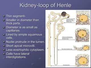 Histology of whole urinary tract | PPT