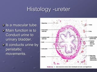 Histology of whole urinary tract | PPT