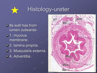 Histology of whole urinary tract | PPT