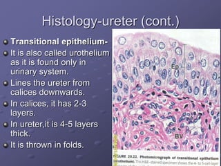 Histology of whole urinary tract | PPT