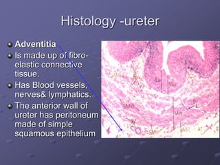Histology of whole urinary tract | PPT
