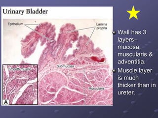 Histology of whole urinary tract | PPT