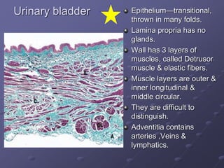Histology of whole urinary tract | PPT
