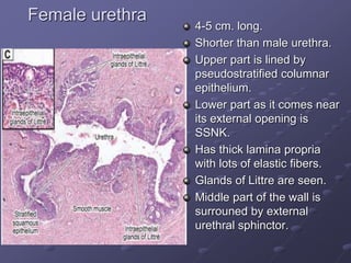 Urethra Histology Labeled
