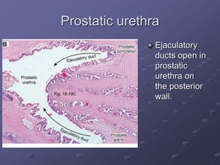 Prostatic Urethra Histology