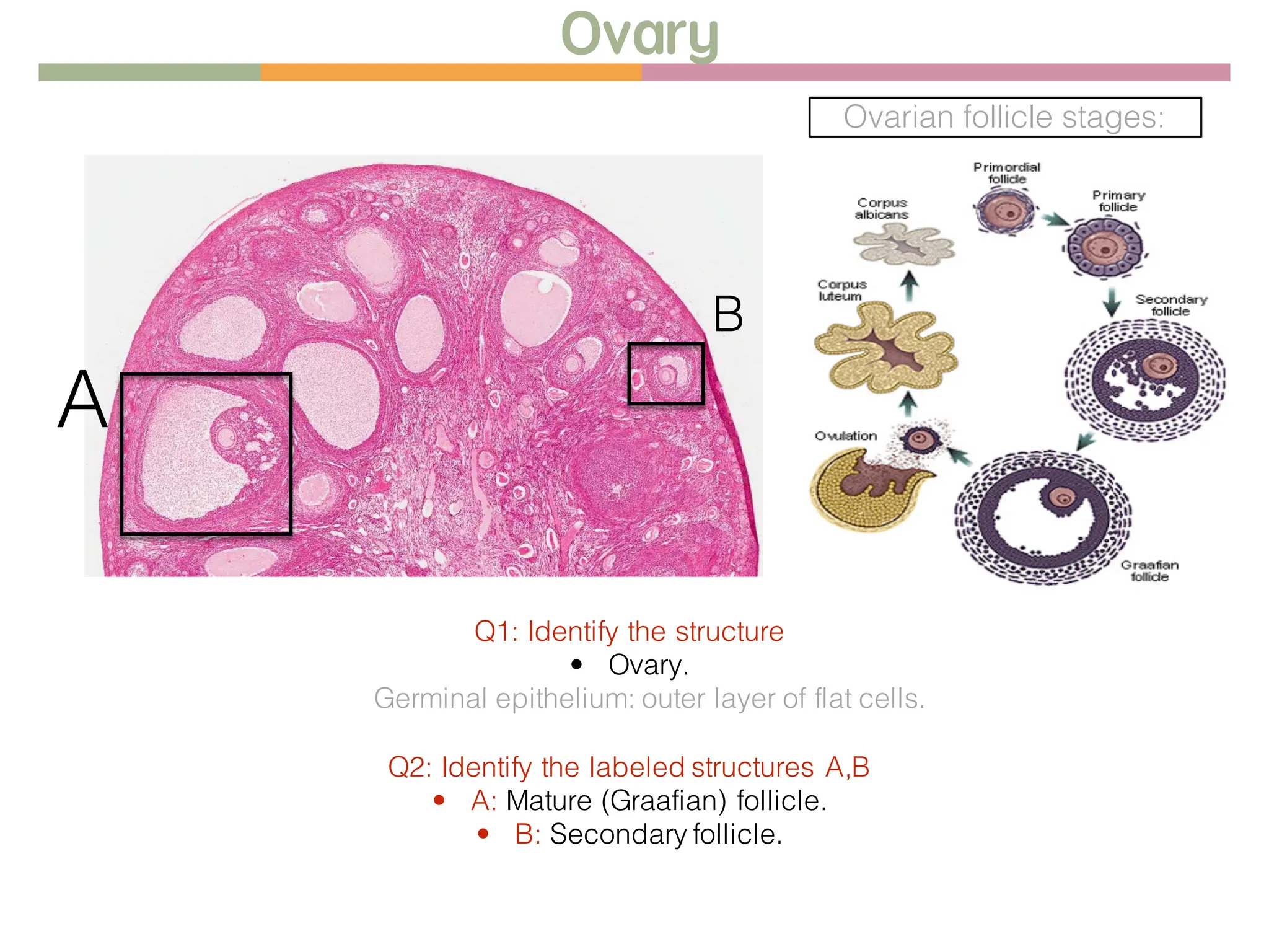 Histology Ospe About Female Reproductive System Ppt