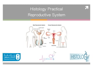 Histology OSPE about Female reproductive system | PDF