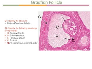 Histology OSPE about Female reproductive system | PDF