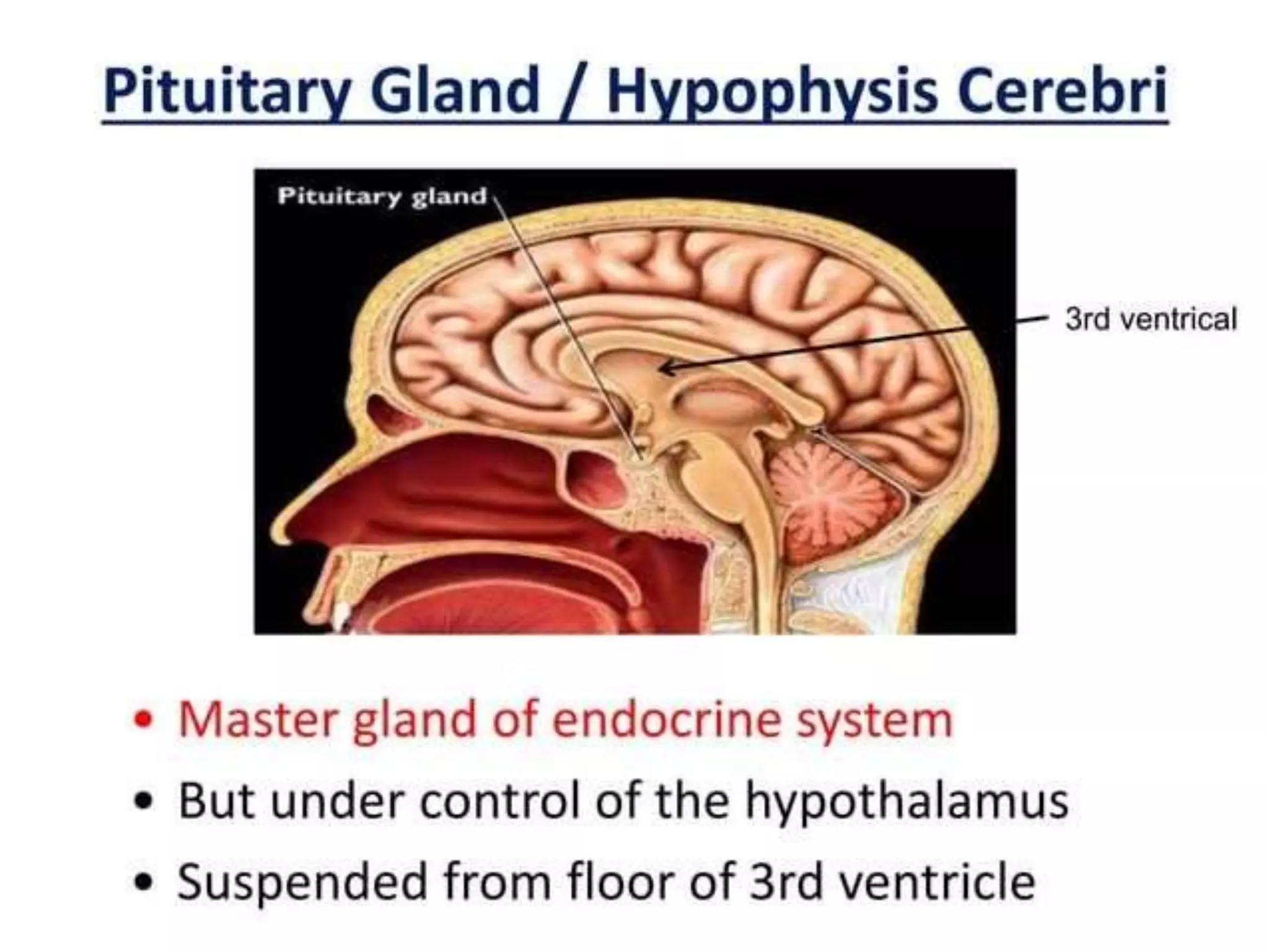 histology pitutary gland.pptx