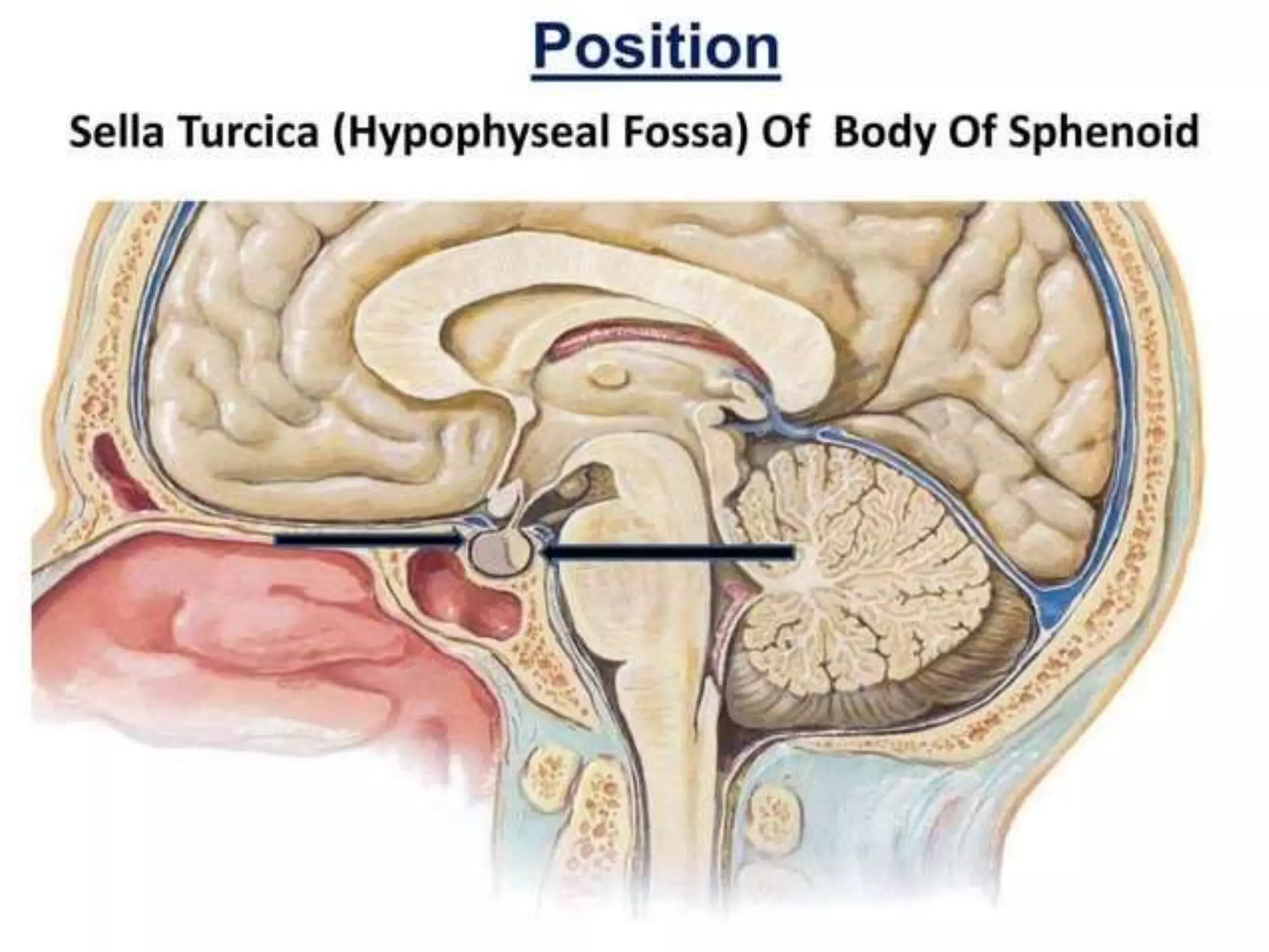 histology pitutary gland.pptx