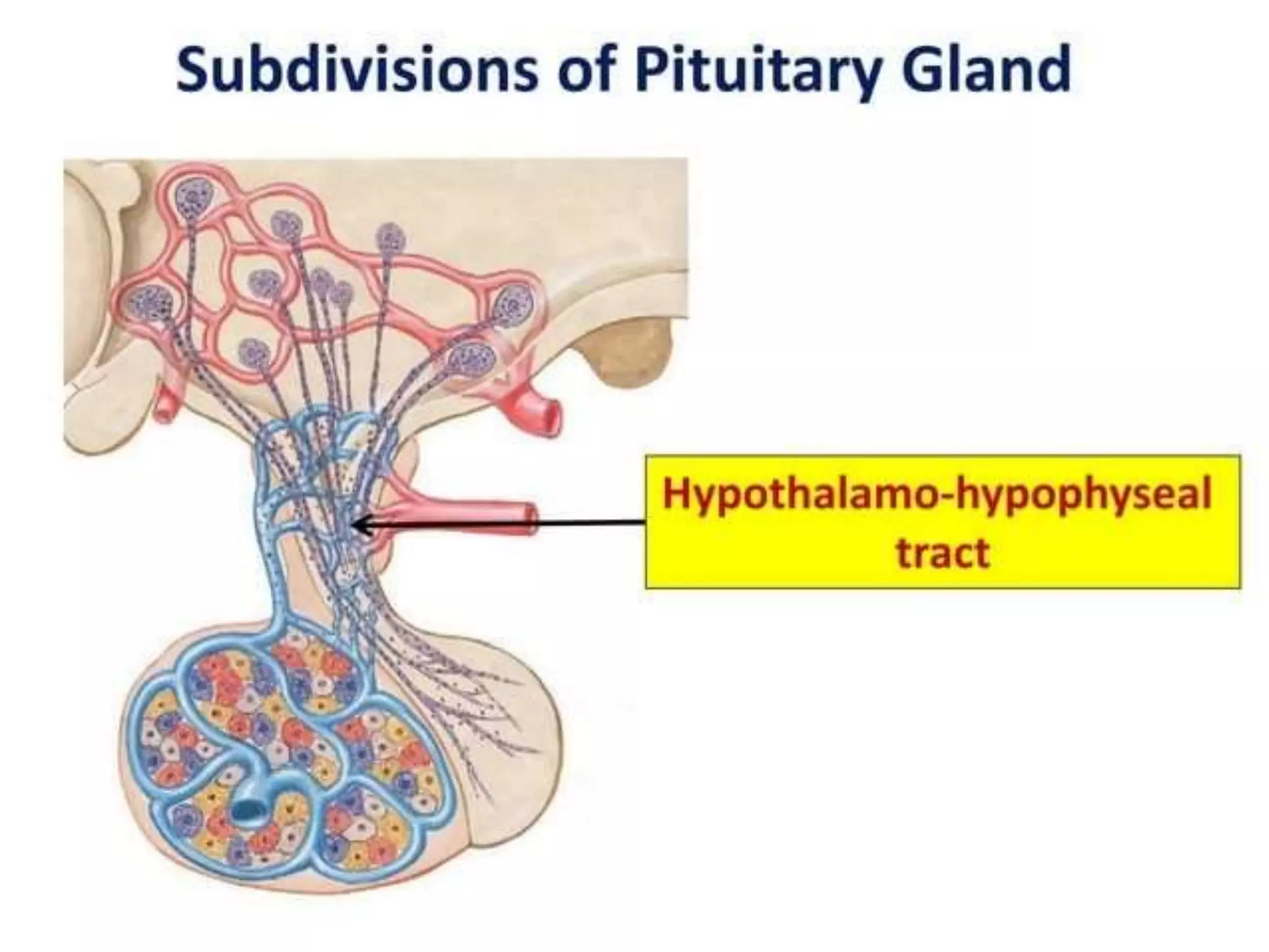 histology pitutary gland.pptx