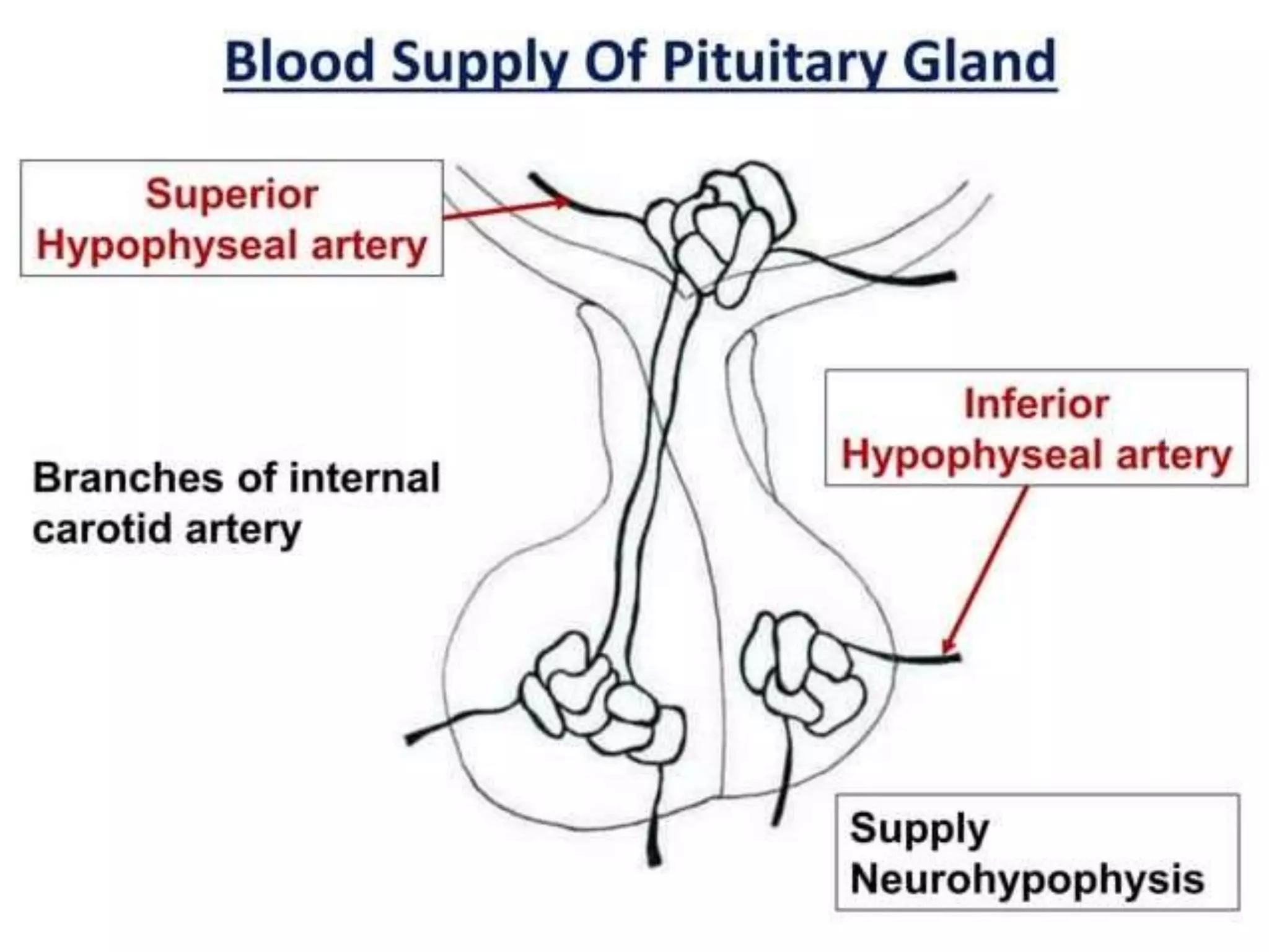 histology pitutary gland.pptx