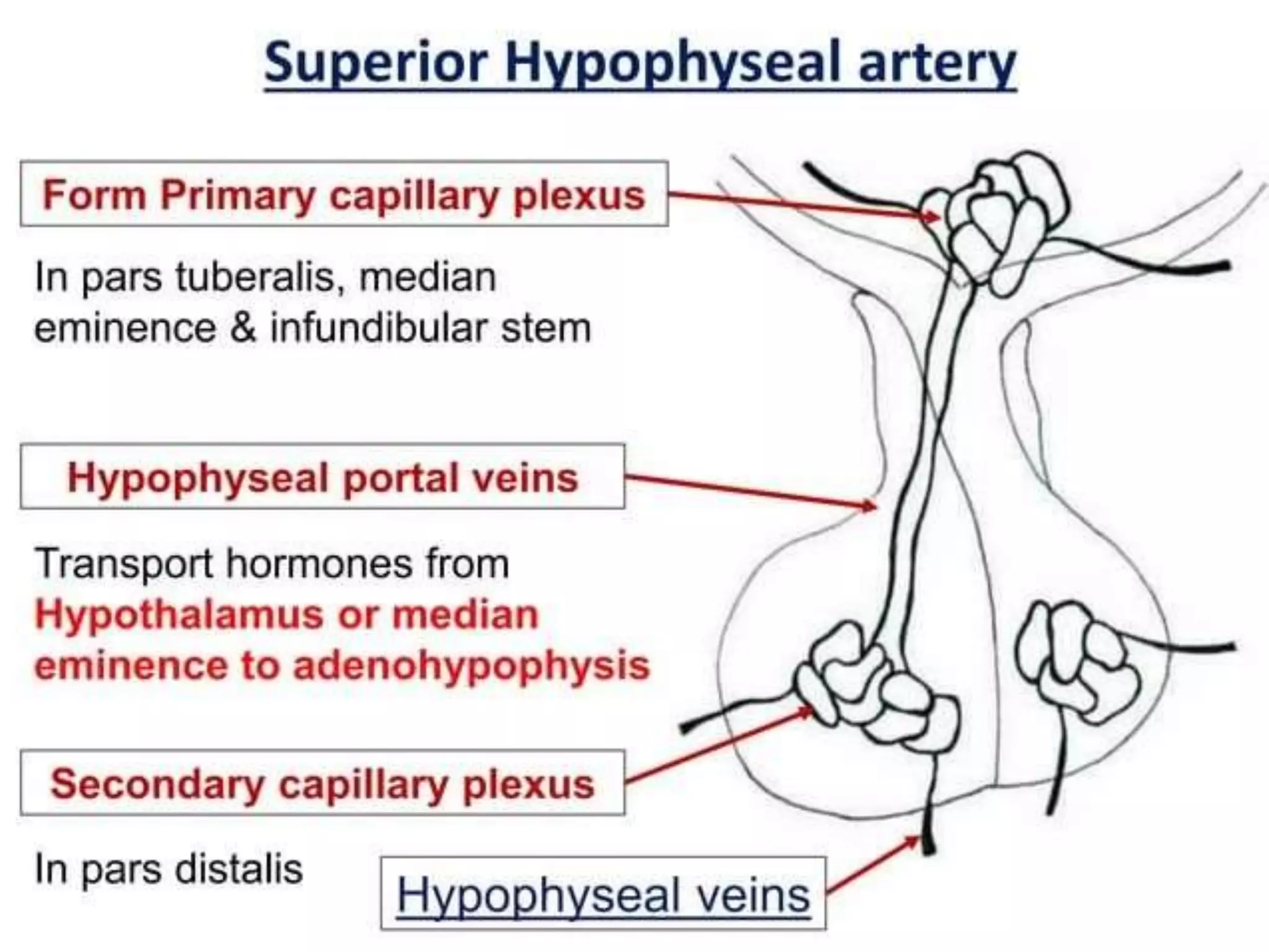 histology pitutary gland.pptx
