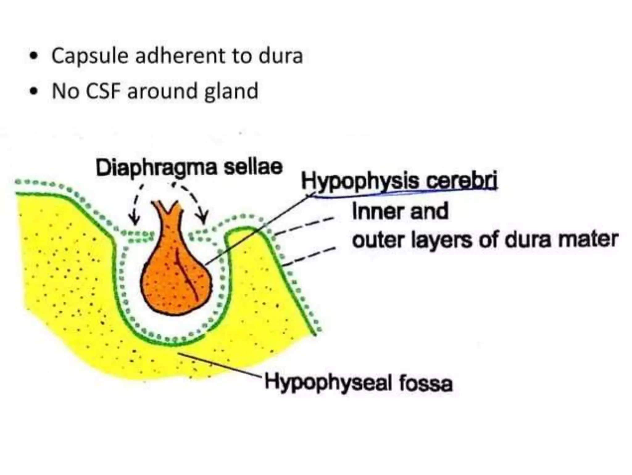 histology pitutary gland.pptx