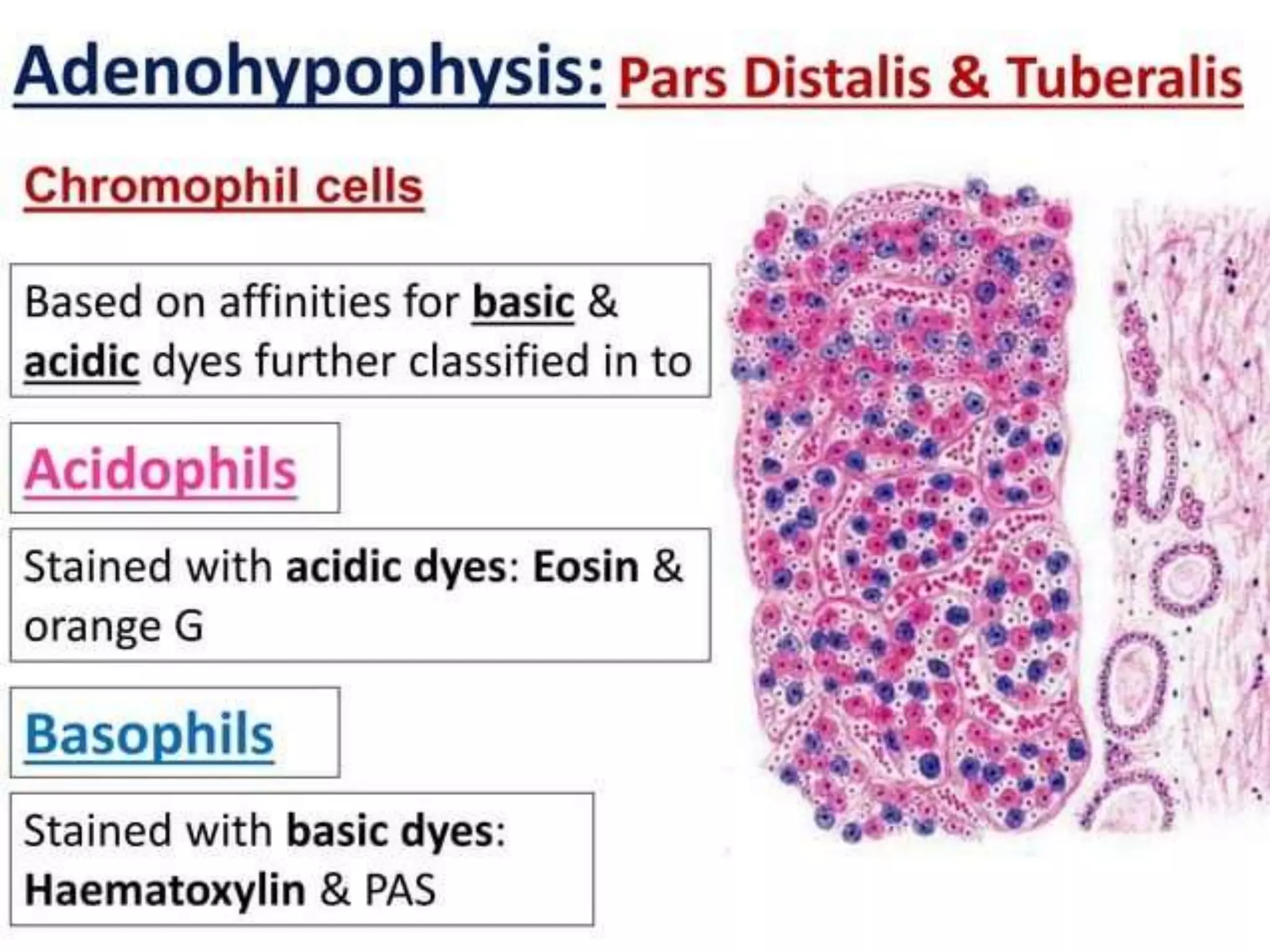histology pitutary gland.pptx