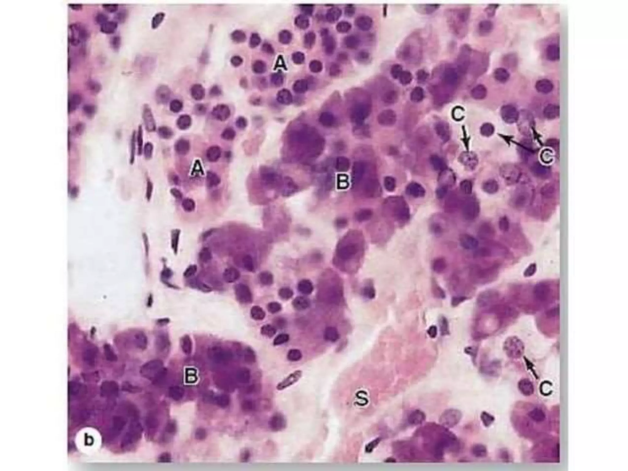 histology pitutary gland.pptx