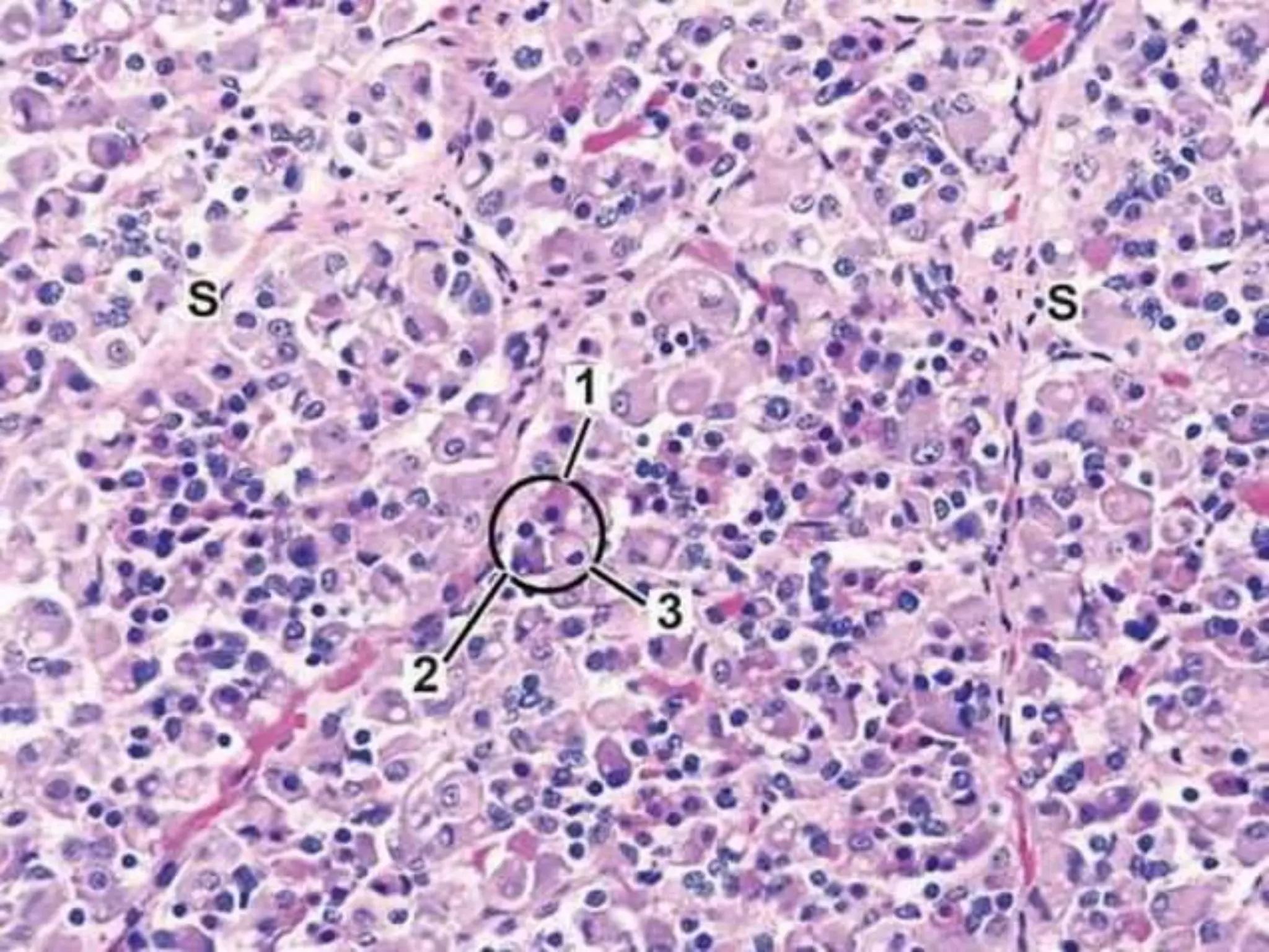 histology pitutary gland.pptx