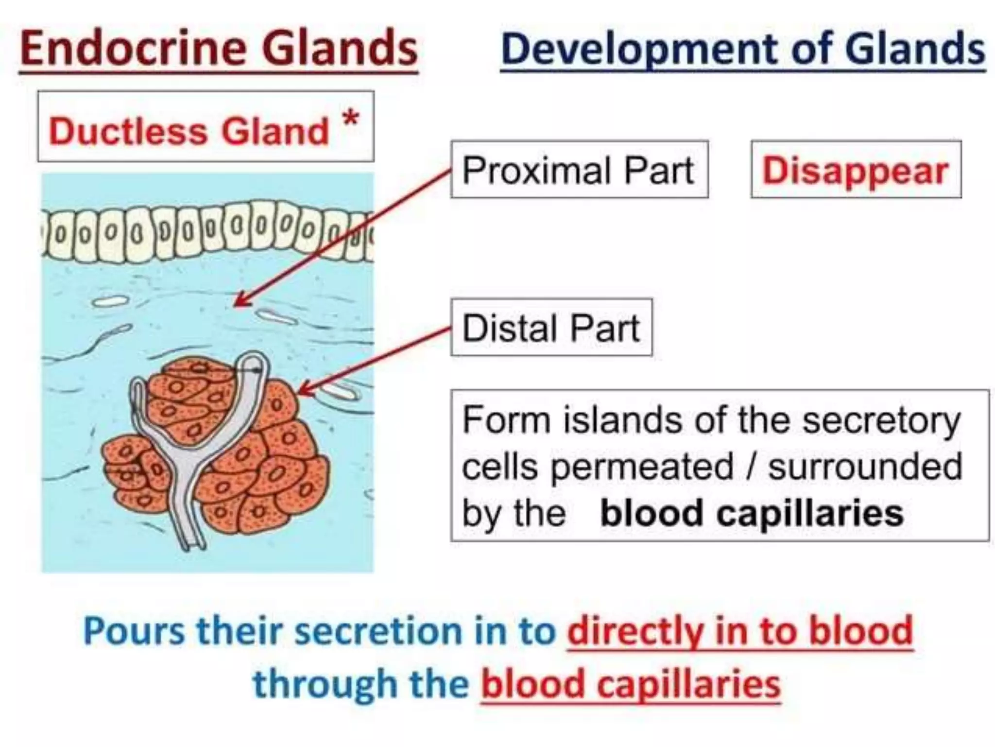 histology pitutary gland.pptx