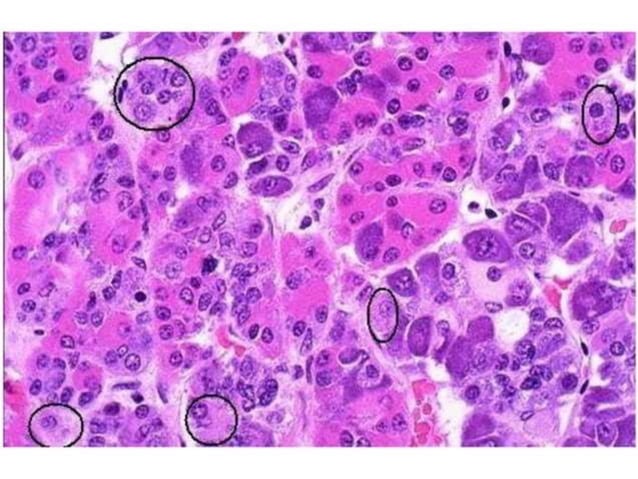 histology pitutary gland.pptx
