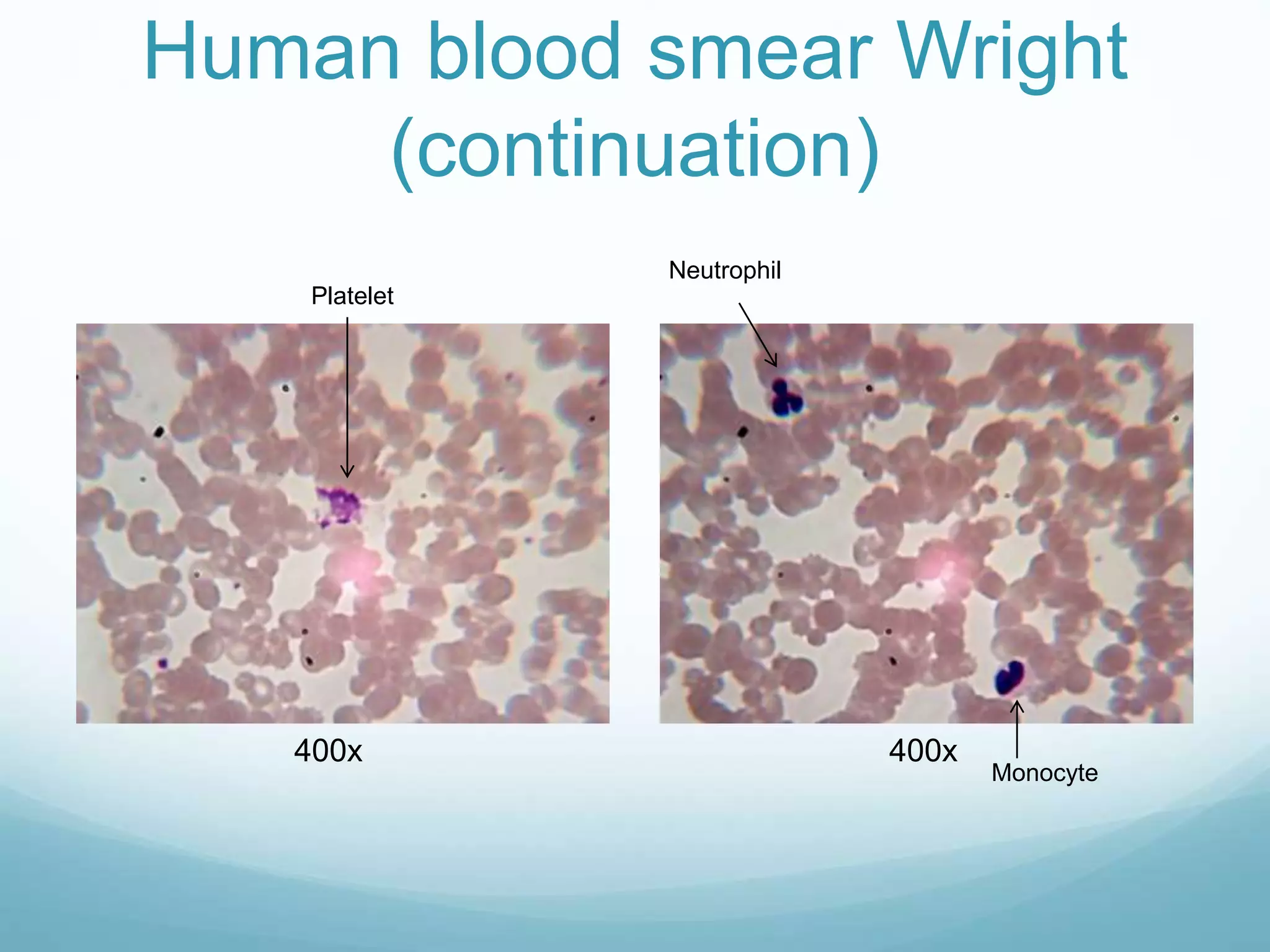 Histology Portfolio | PPTX