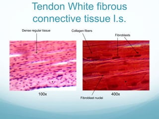 Tendon White Fibrous Tissue