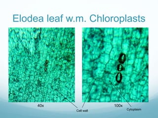 Elodea Cell 100x