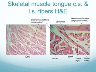 Skeletal Muscle Tissue Slide 100x