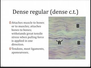 Histology pp | PPTX | Biological Sciences | Science