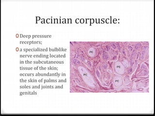 Histology pp | PPTX | Biological Sciences | Science