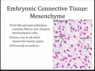 Mesenchyme Tissue Location And Function – KQJJX